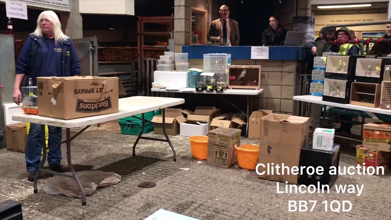 Clitheroe auction for birds - YouTube