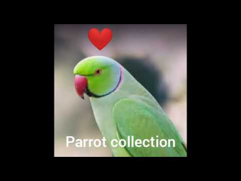 PARROT collection - YouTube