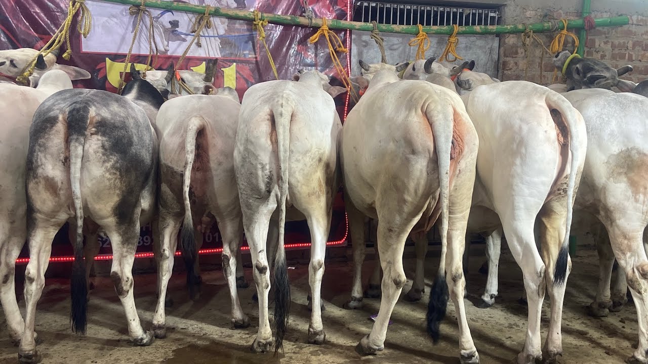 Fresh lot arrived | Medium ranges of cows available at S K Cattle Farm ...