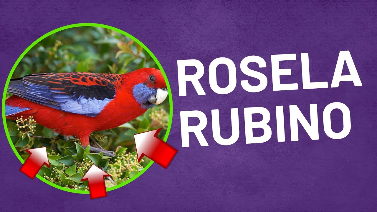 Rosela Rubino! - YouTube