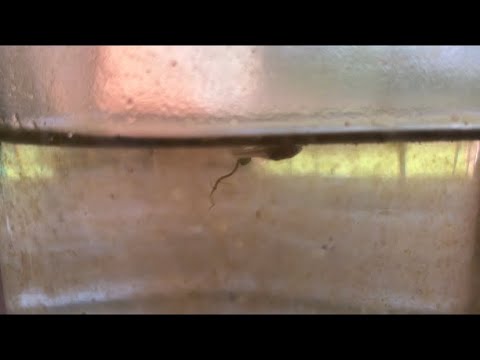FRESHWATER ECOSPHERE DAY 19 ALGAE EVERYWHERE - YouTube