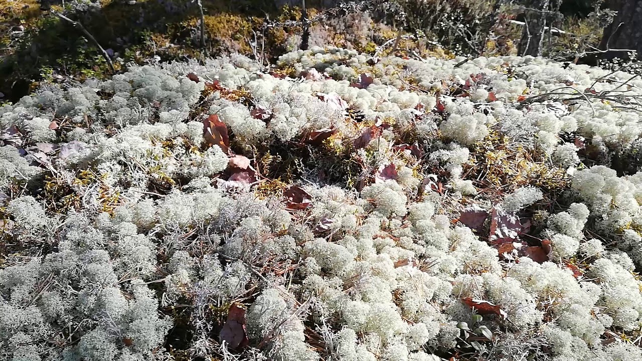 Finnish nature (spring) - YouTube