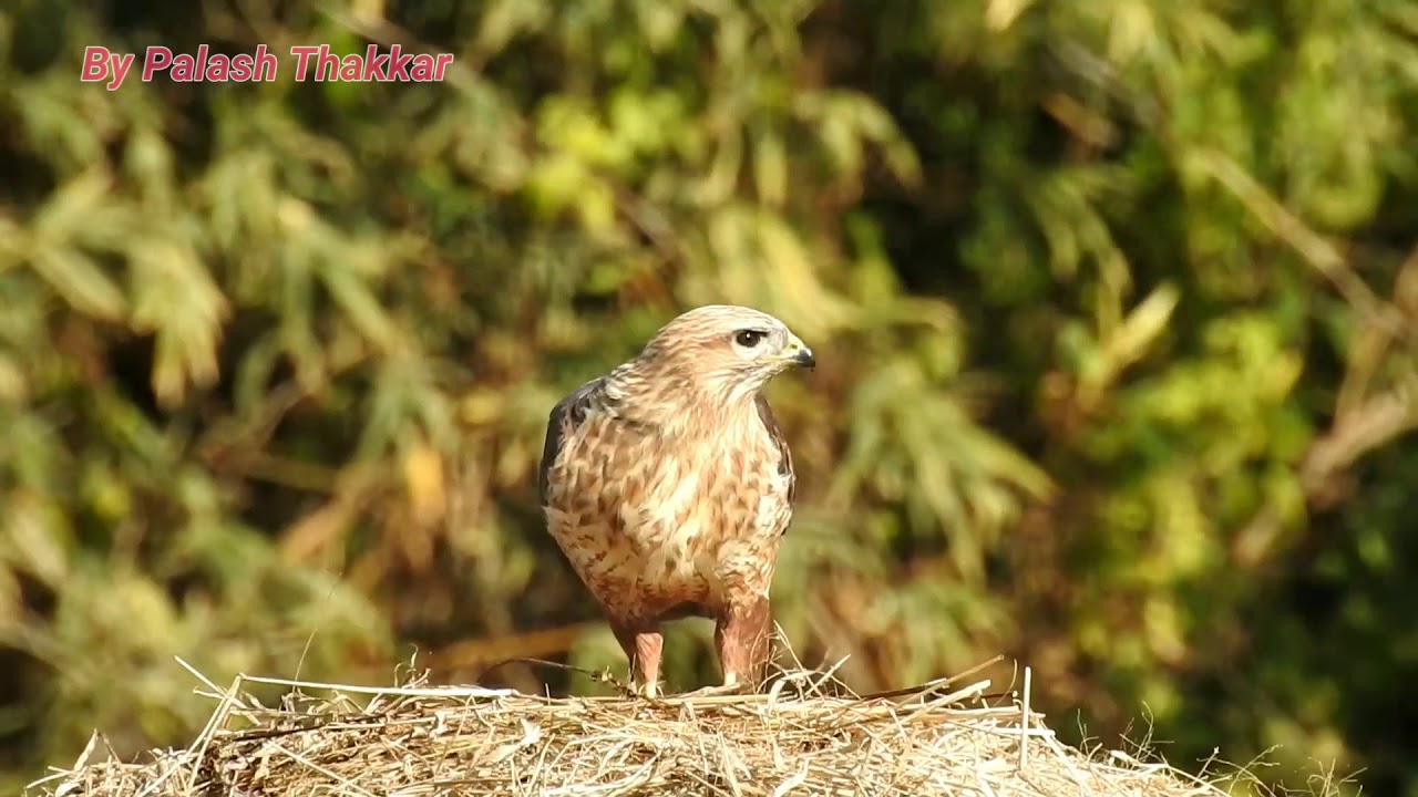 Common Buzzard. Kill. Feeding. Habitat. By Nikon coolpix P900 by Palash ...