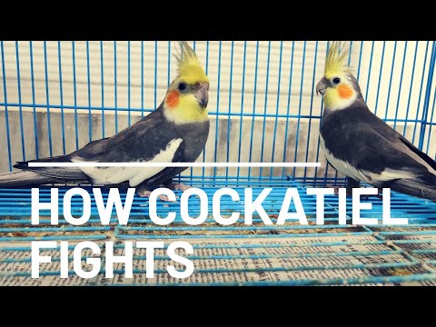 How Cockatiel fights? #cockatiel #fight #spotlightentertainments - YouTube