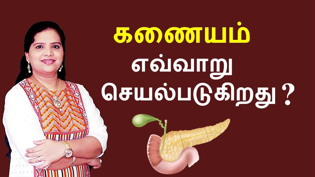 Pancreas - Structure and Functions | Tamil - YouTube