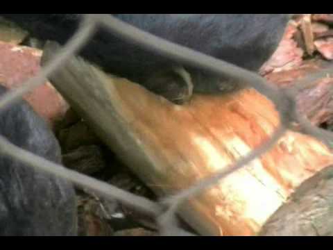 Stone tool production and utilization by bonobo-chimpanzes Homo [Pan ...