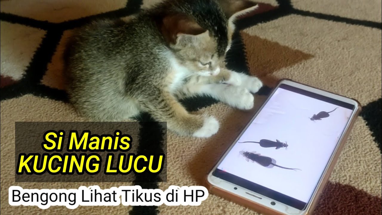 Kucing Lucu Dan Manis