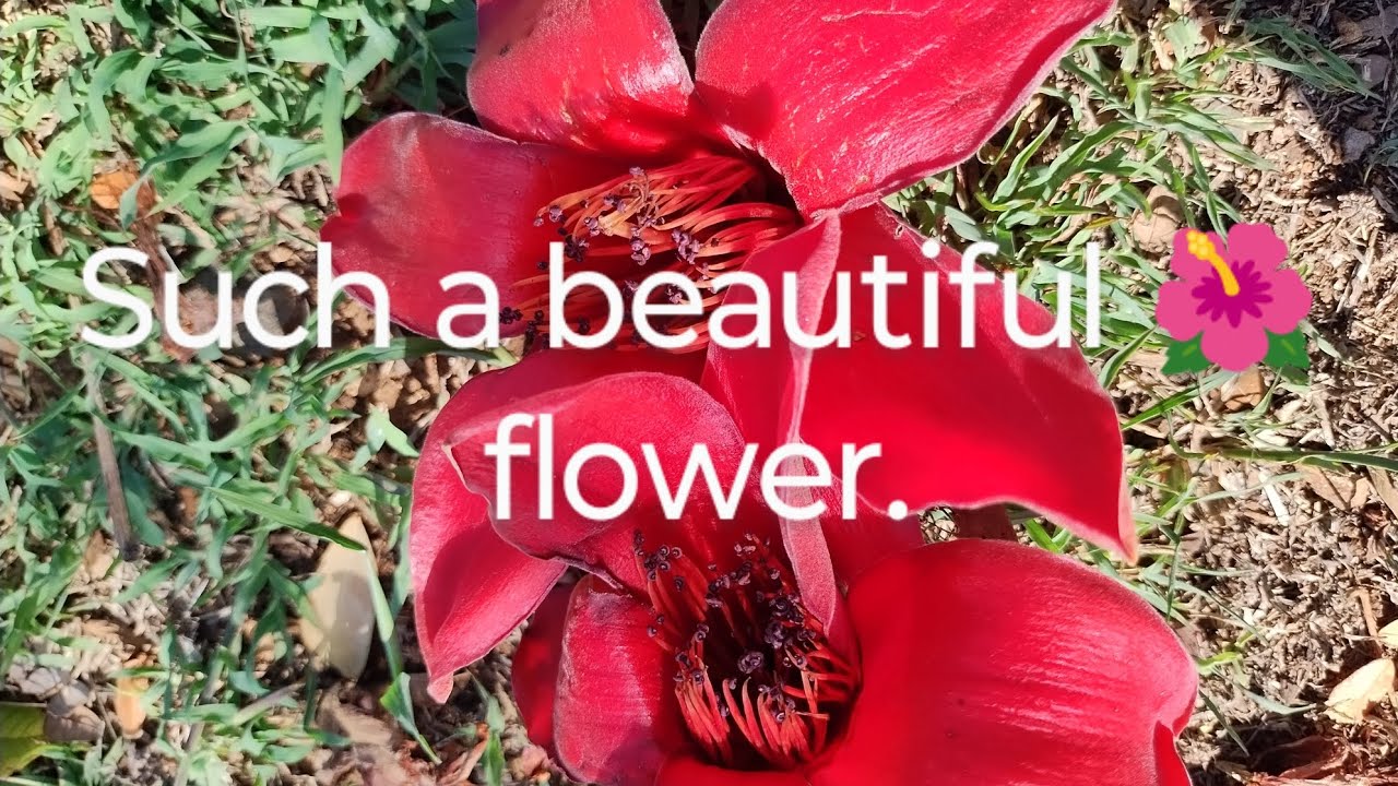 Red silk cotton tree. 붉은 비단 목화 나무. - YouTube