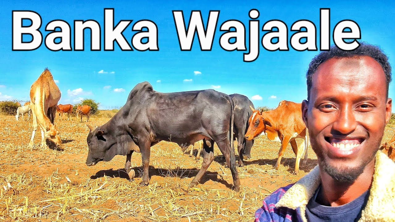 Waa Sidee Banka Wajaale Xiliga Abaarta Somaliland - YouTube