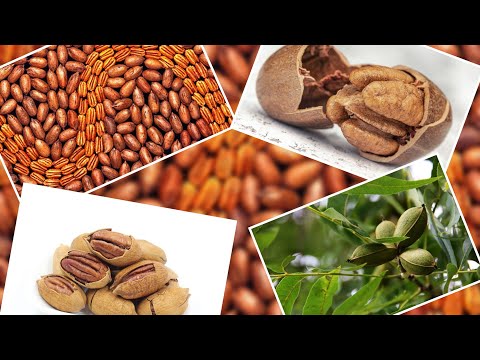 Pekan orasi su fantastičan način da poboljšate svoje zdravlje.Od sada ćete početi da ih jedete