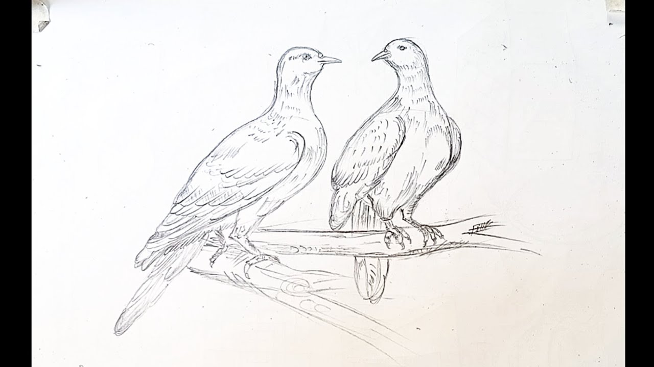 Pigeon drawing|pigeon pencil sketch|Step by step|Bird drawing - YouTube