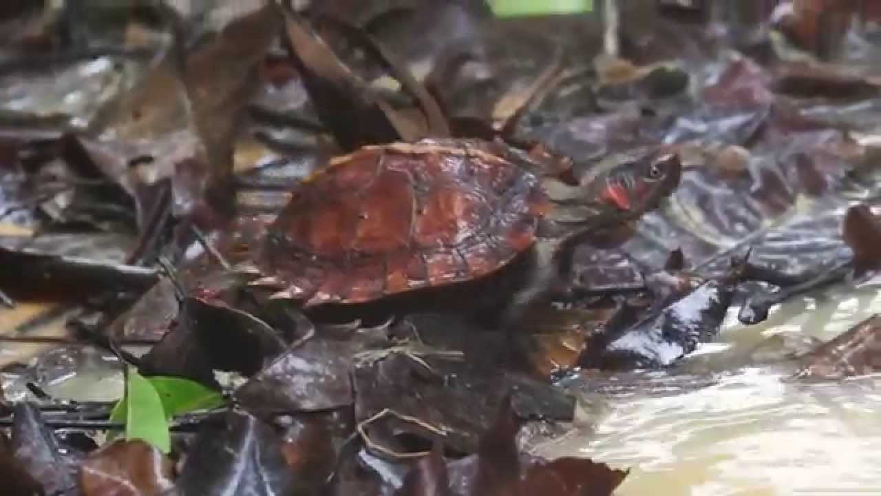 Spiny Turtle or Spiny Hill Terrapin, Spiny Terrapin in Singapore - YouTube