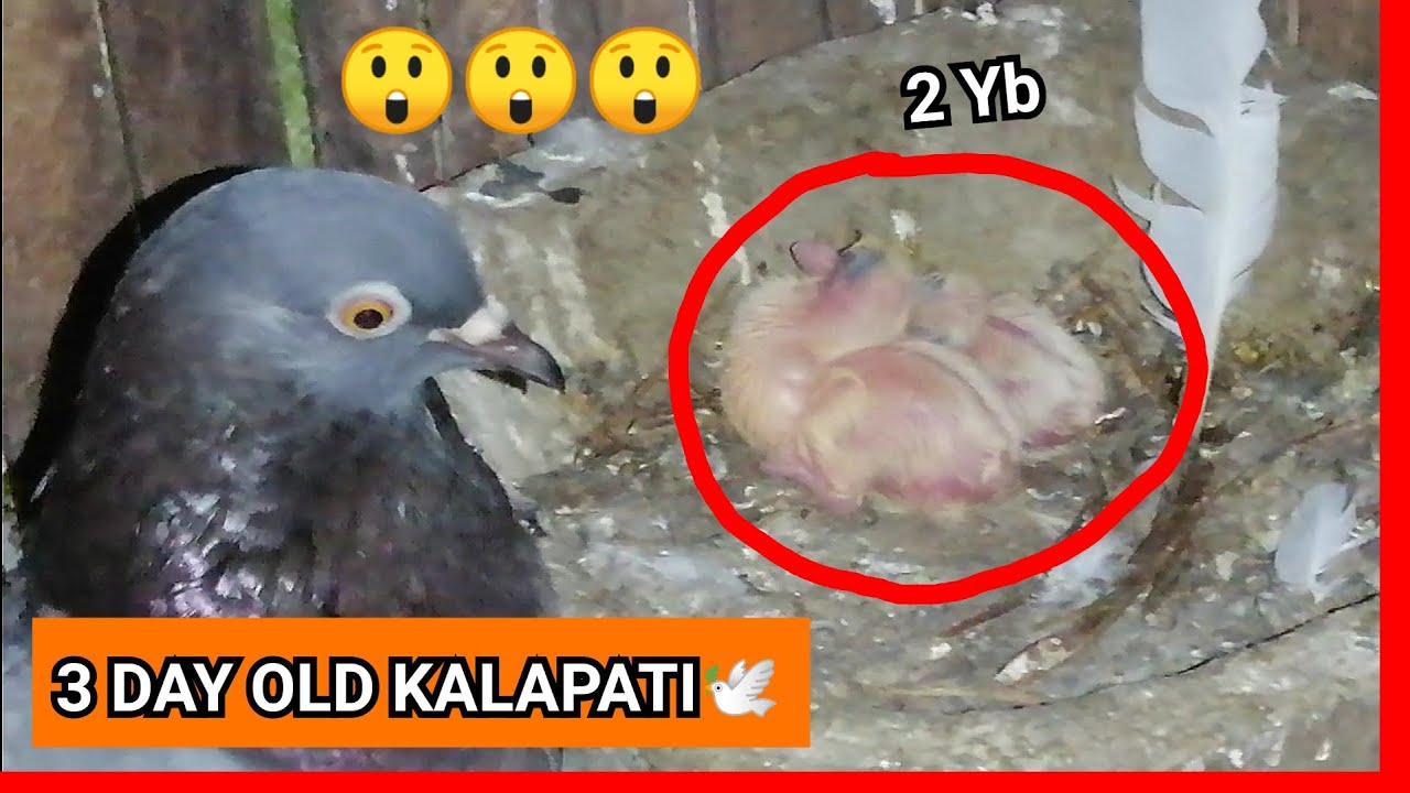 Malusog na Inakay ng Kalapati. Pinaka Da Best Na Pakain sa Inakay na ...