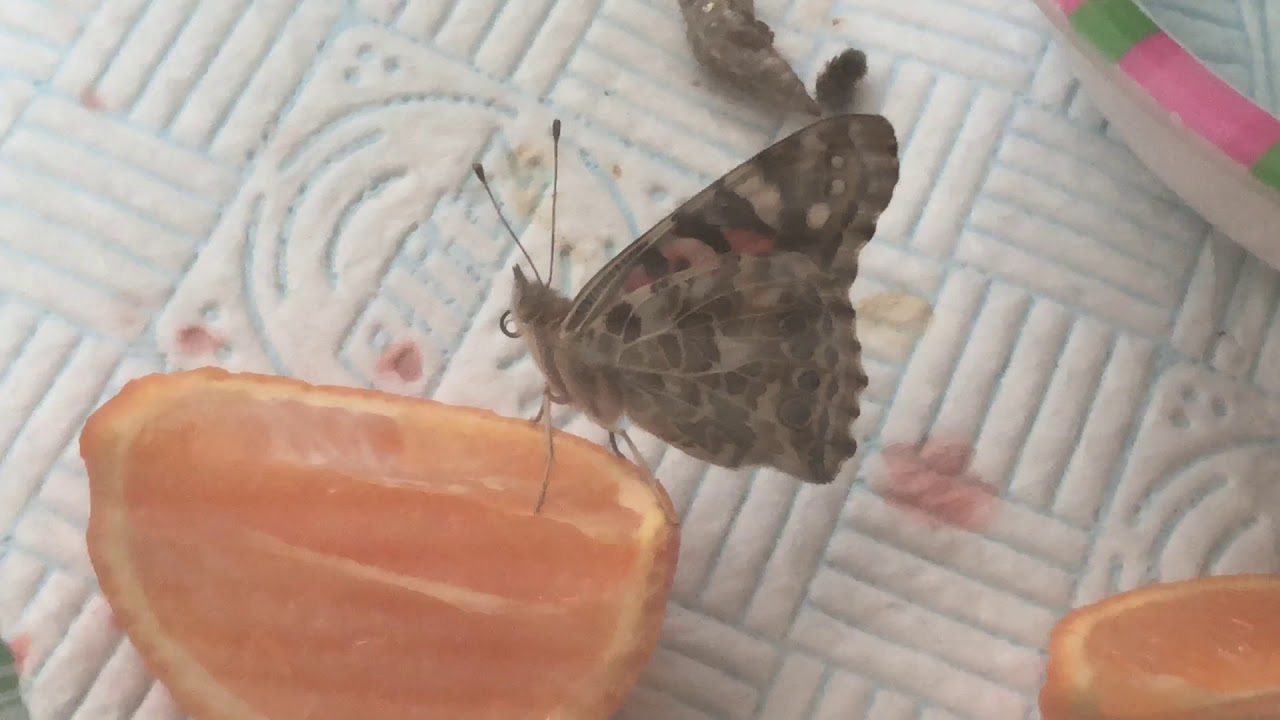Butterfly Growing! - YouTube