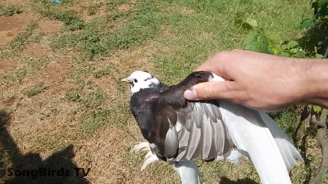 New Pigeon & Dog ! - YouTube