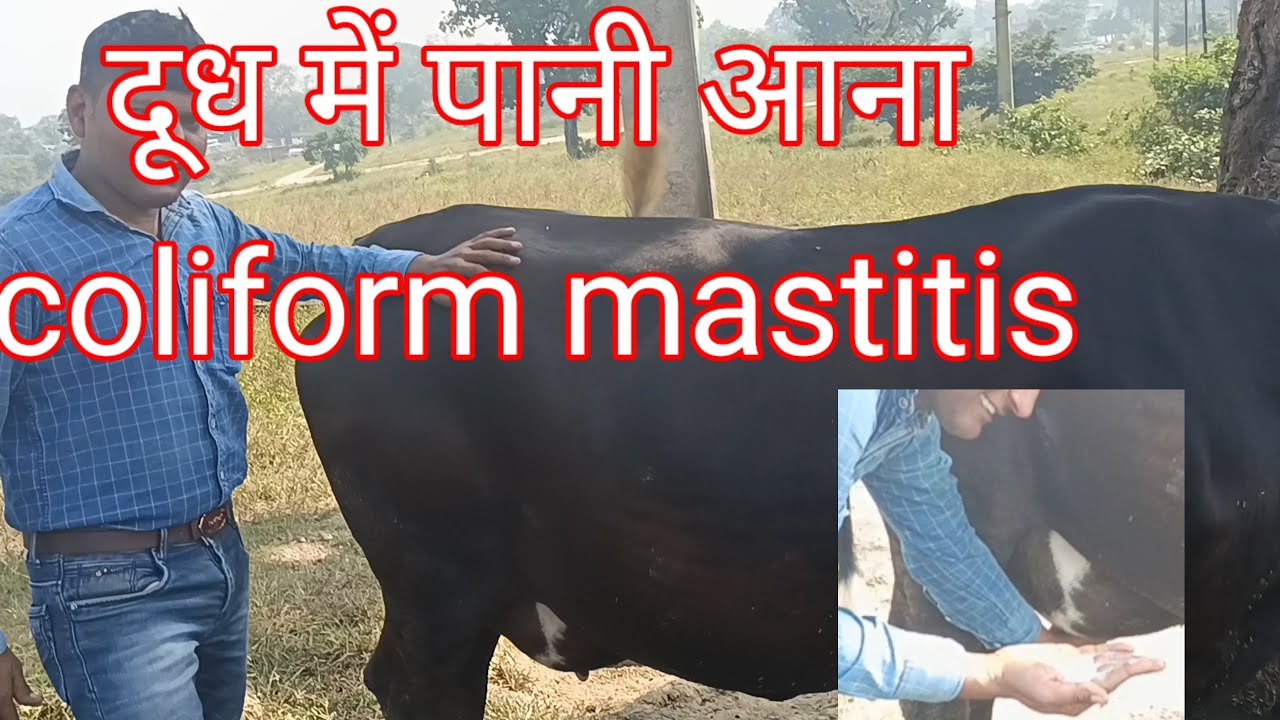 treatmant of coliform mastitis. दूध से पानी आना? - YouTube