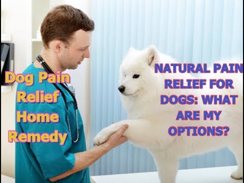 dog pain relief home remedy | NATURAL PAIN RELIEF FOR DOGS: WHAT ARE MY ...