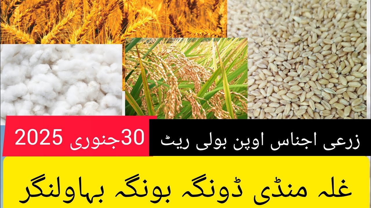 ghla mandi dunga bunga agriculture crops rates update today - YouTube
