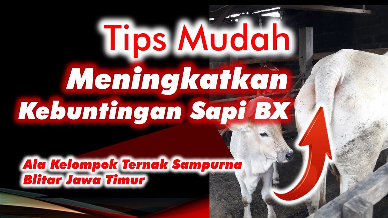 Tips Mudah Meningkatkan Kebuntingan Sapi BX Ala Kelompok Sampurna ...
