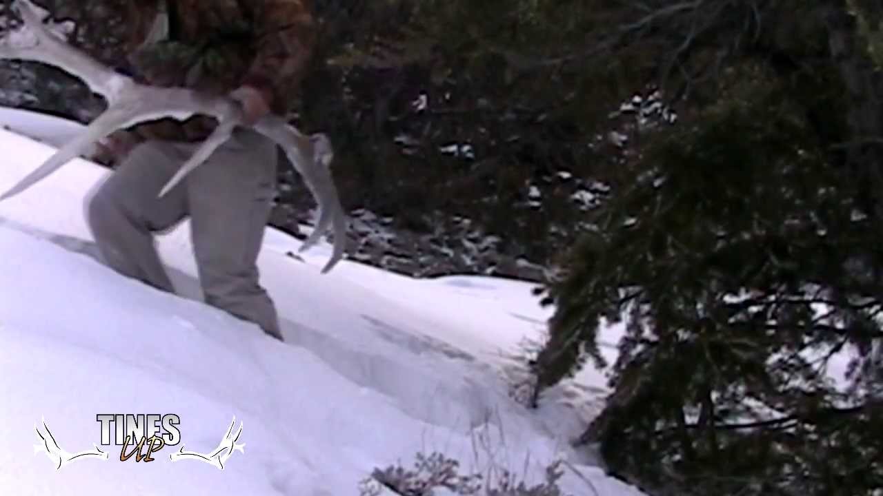 Tines Up Elk Shed Antler Hunting, Old School with Reggie, # ...