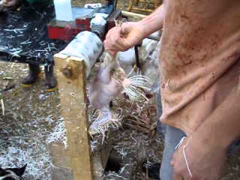 How to defeather a chicken in 2 minutes GRAPHIC) - YouTube