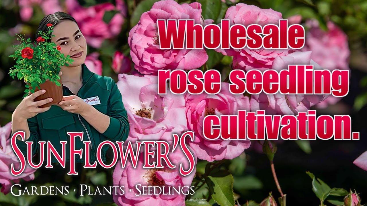 Sunflower's 2025 our Rosa Laxa Root Grafted LANDSCAPE ROSES are ready ...