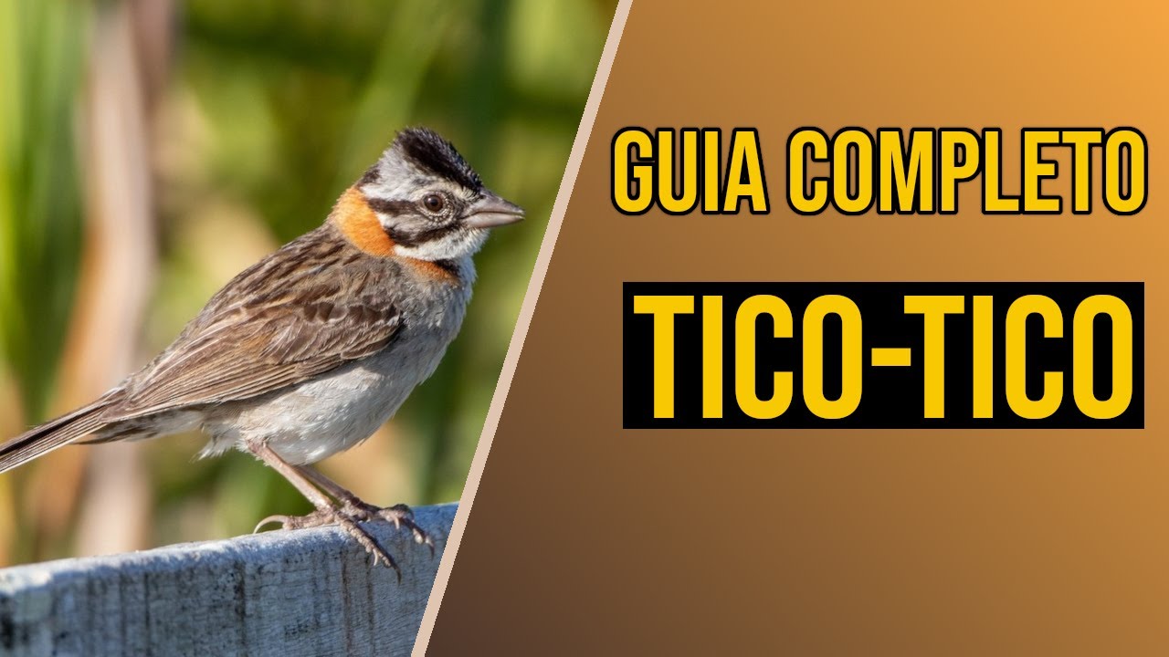 Tico-tico: Guia completo de criação! - YouTube