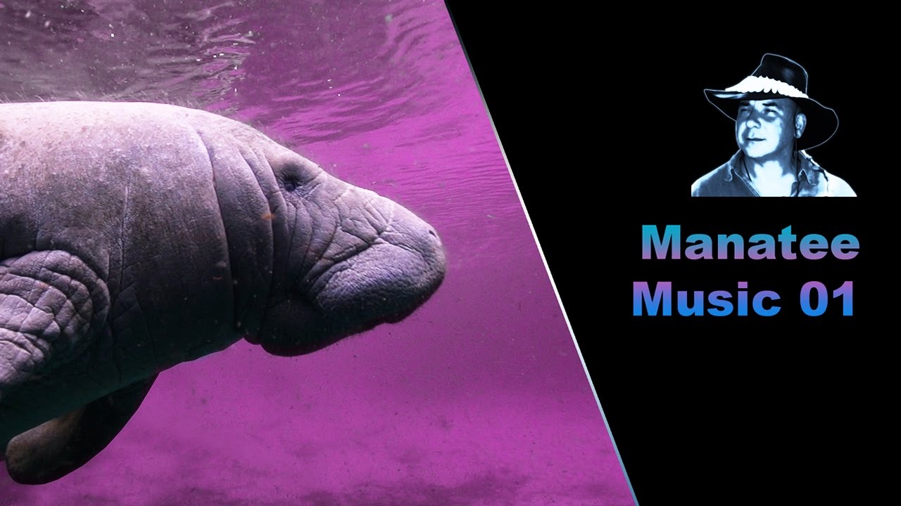 Manatees 01 Music Clip - YouTube