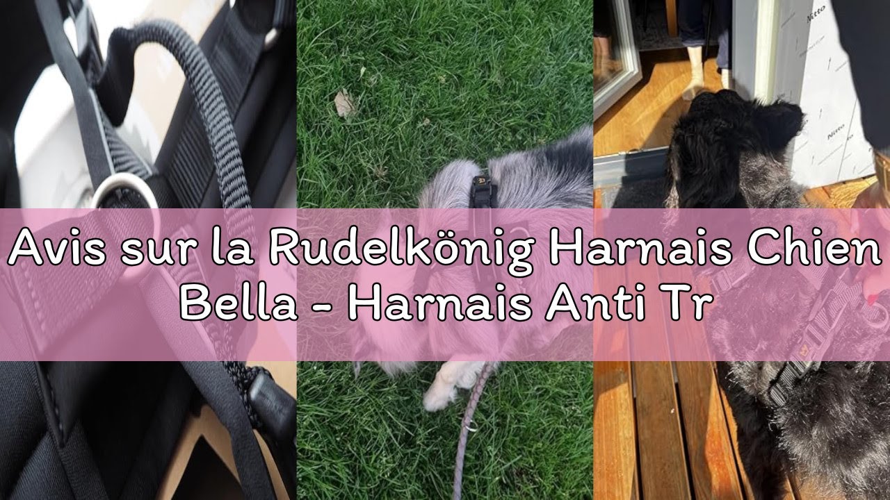 Avis sur la Rudelkönig Harnais Chien Bella - Harnais Anti Traction pour ...