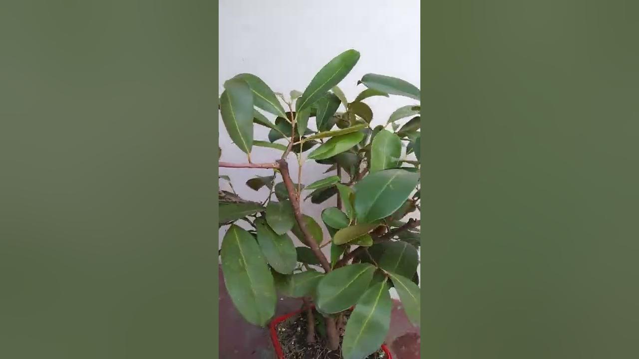 Duhat tree - The java plum - Bonsai - YouTube