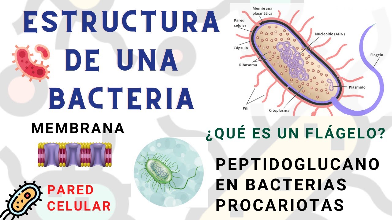 Estructura De Las Bacterias