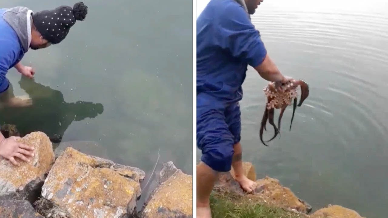 Man Catches Two Octopus With His Bare Hands - YouTube