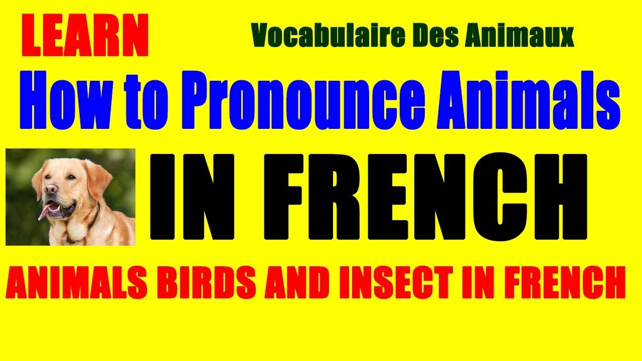 Animals In French Les Animaux Animal Vocabulary In French YouTube animals-in-french-les-animaux-animal-vocabulary-in-french-youtube