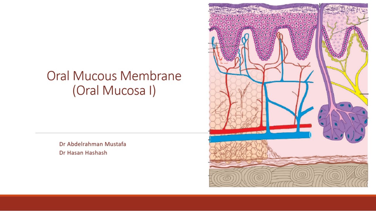 Oral Mucous Membrane - 1 (Oral mucosa 1) - YouTube