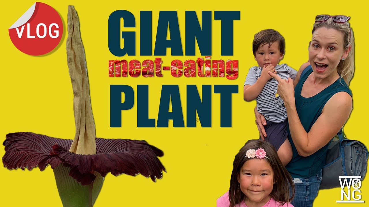 Cal Poly Leaning Pine Arboretum 在加州理工学院植物园野餐 I 2WongsMIR - YouTube