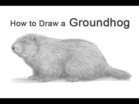 How to Draw a Groundhog (Woodchuck) - YouTube