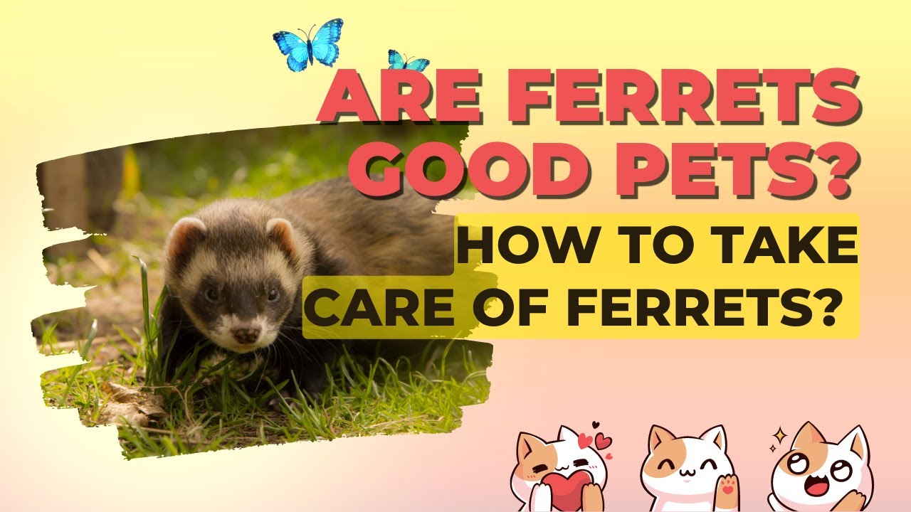 Ferret Care 101: A Beginner's Guide And Fun Facts - YouTube