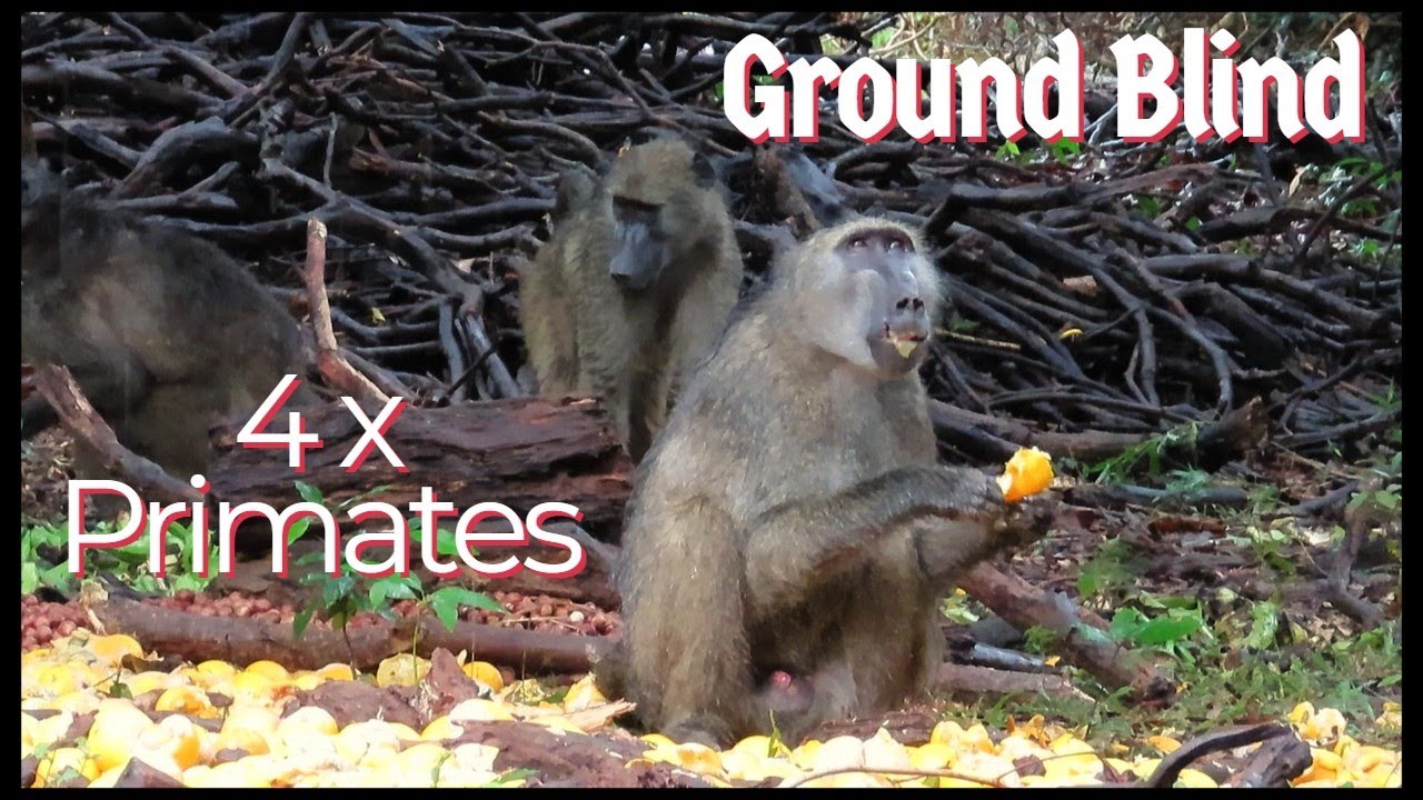 Baboon Hunting from a Ground Blind - 2021 - YouTube