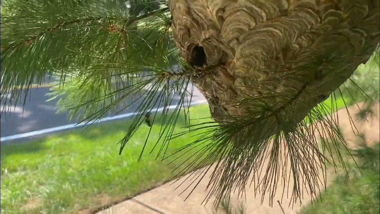 Exterminating a Huge Bald Faced Hornets Nest - YouTube