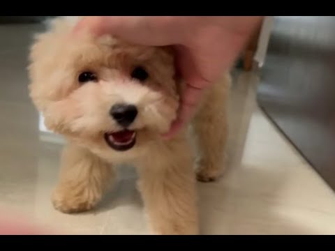 Shy Peanut ^^ #poodle #toypoodle #puppies #shorts - YouTube