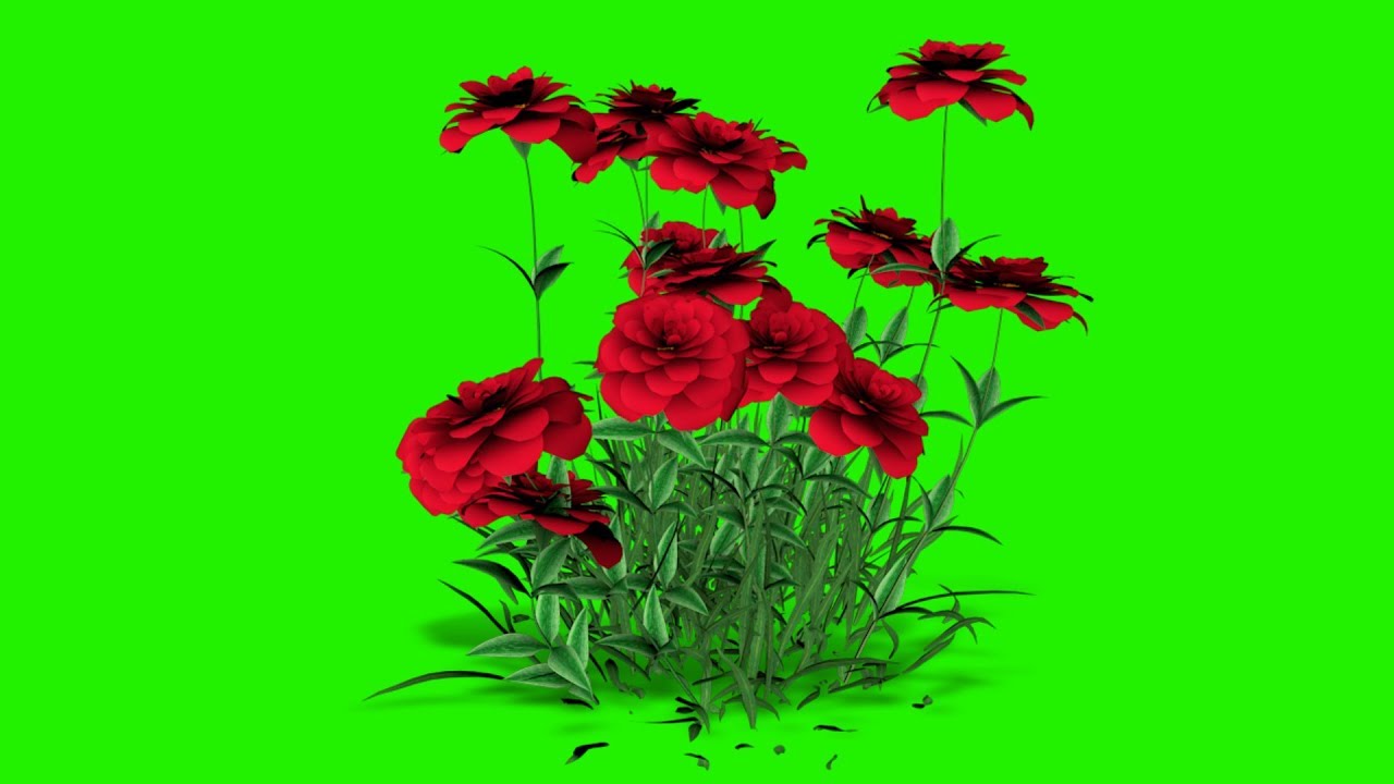 rose plant with flowers green screen video - YouTube