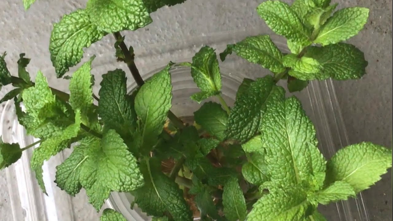 How To Grow Mint From Cuttings - YouTube