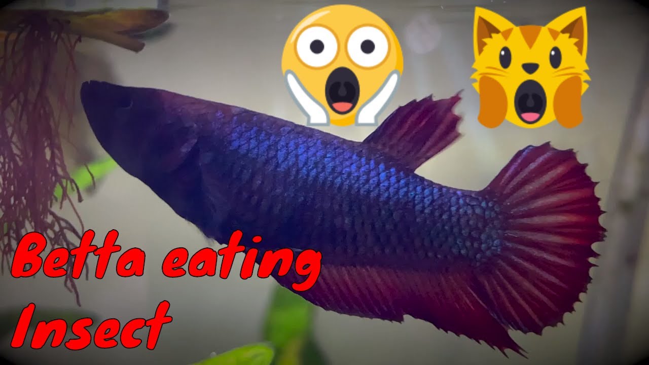 Betta eating mosquito insect [HD Cinematic] - YouTube