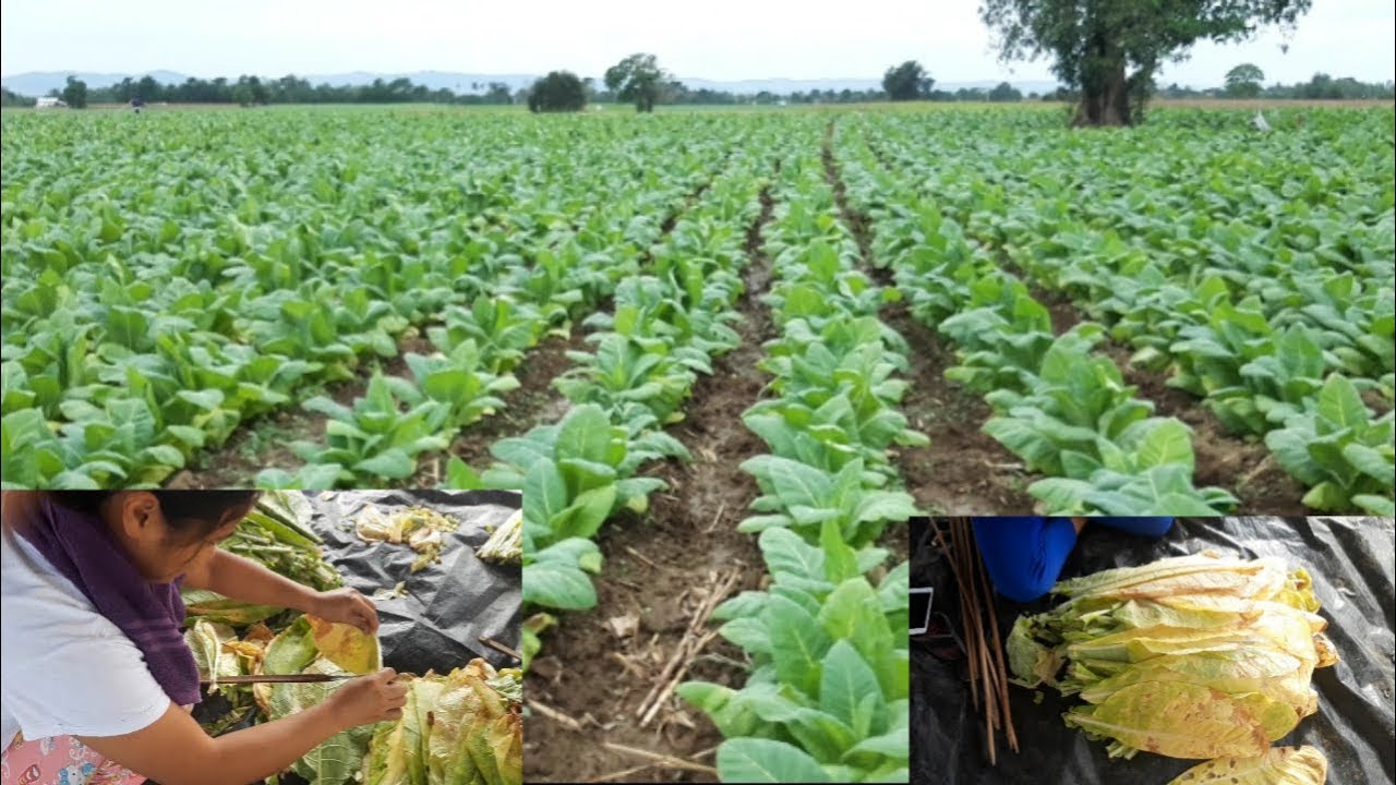 TABAKO PRODUCT PROCESSING |CULTIVATING|ISABELA|Tambals🤗🤗👏 - YouTube