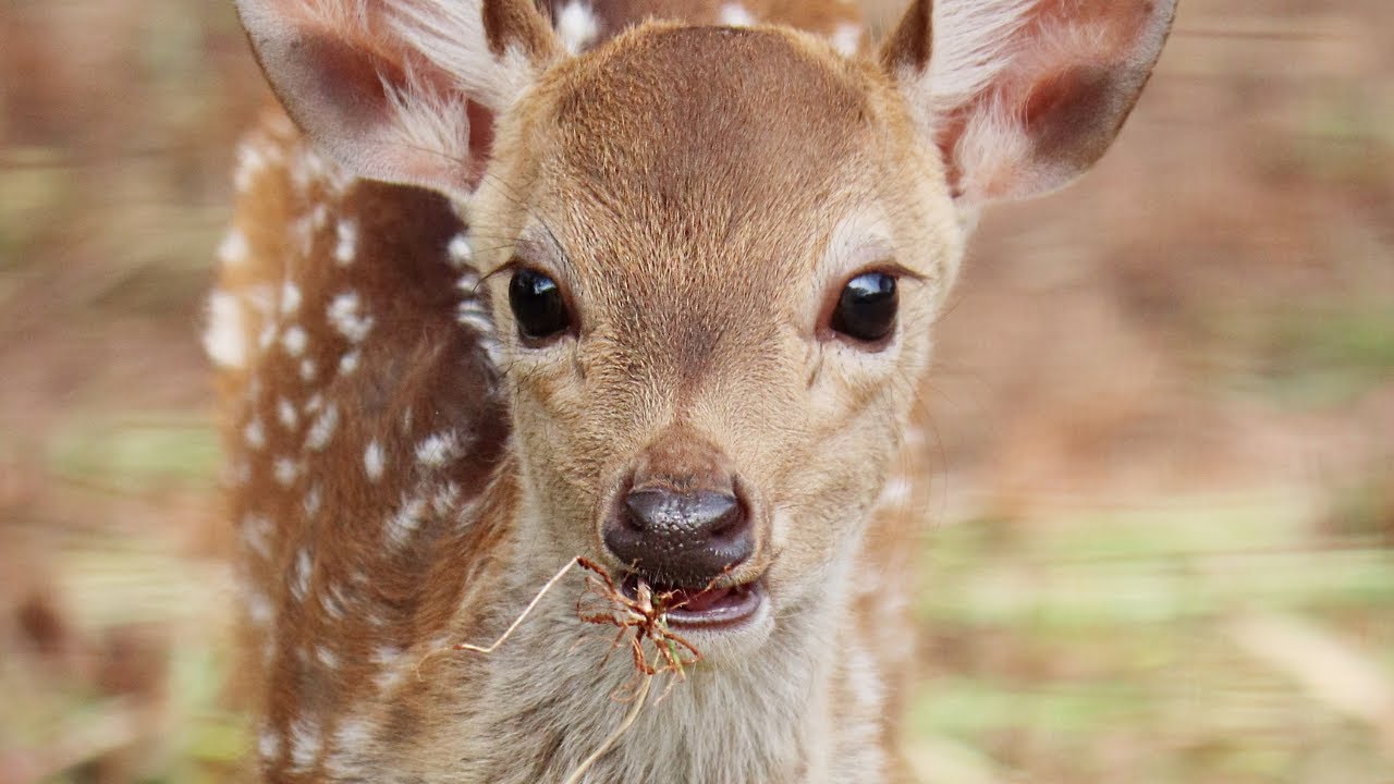 Dodo fawn | Dodo baby fawn facts in description - YouTube