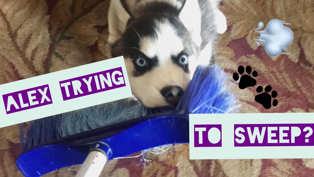 Alex the Husky and the Broom - YouTube