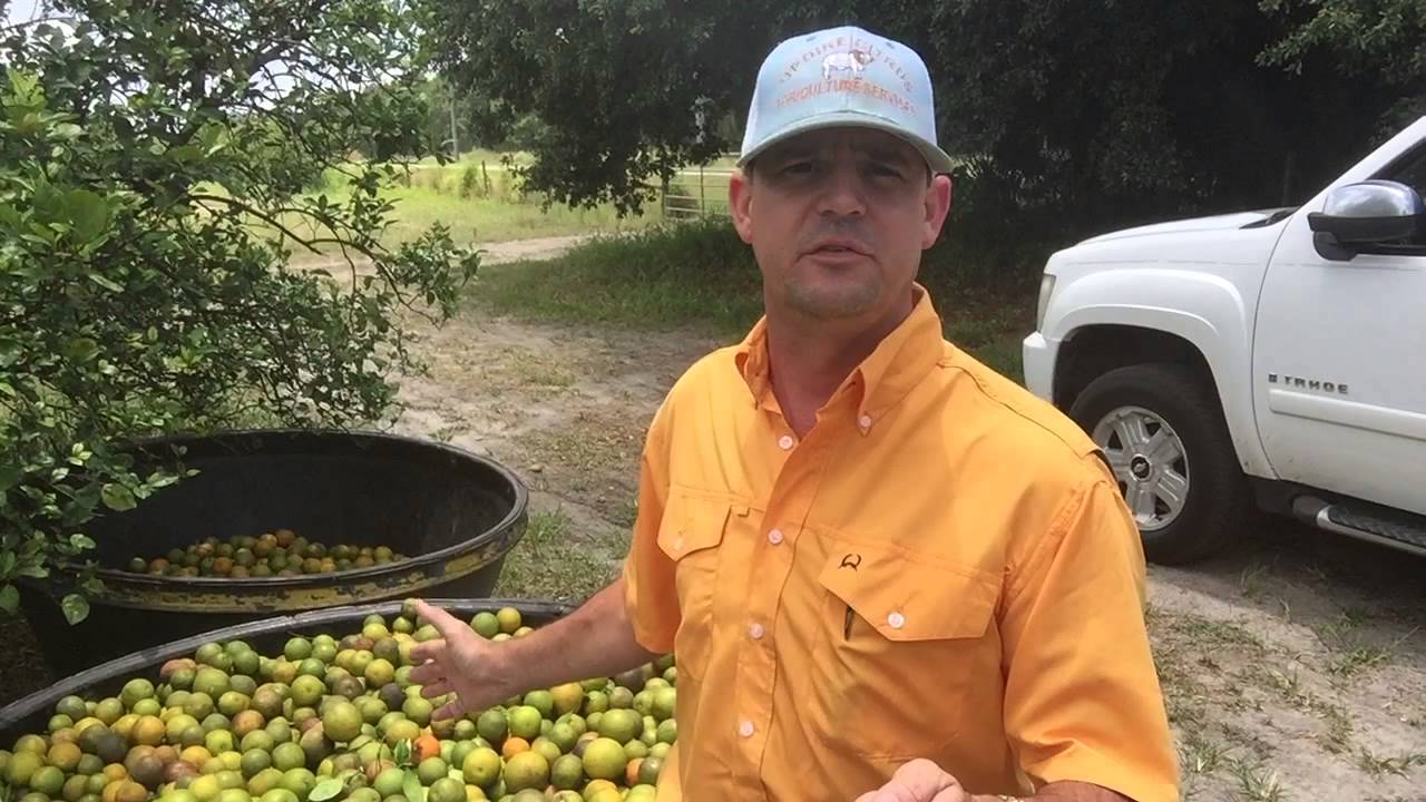 This is what Citrus Greening looks like. - YouTube