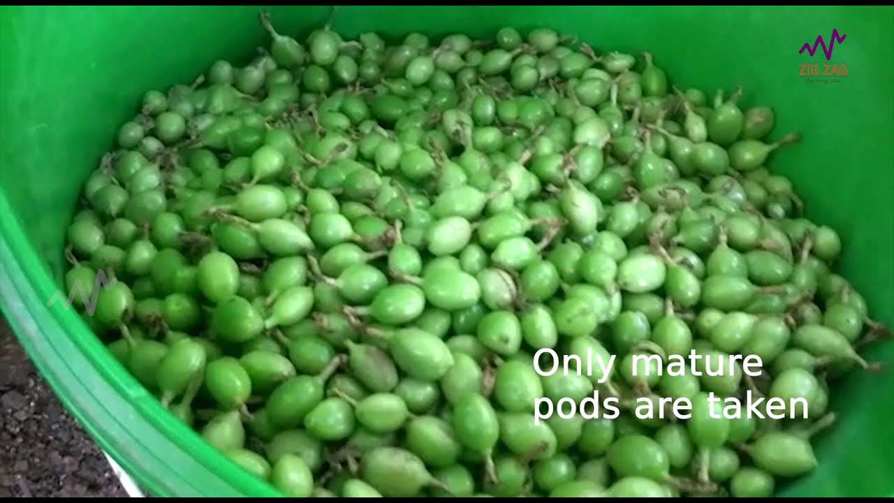 Green Cardamom Harvesting - YouTube