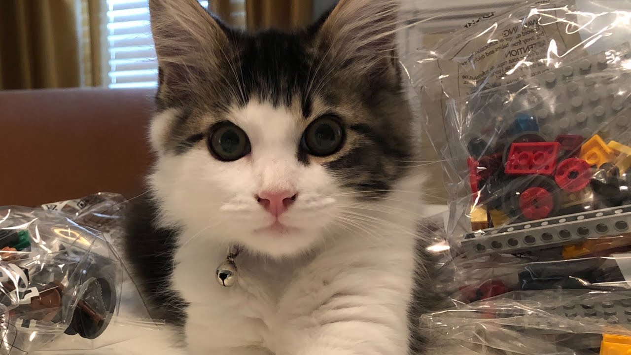 Charlie the Cat - YouTube