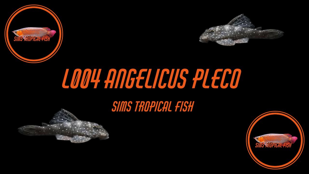 Sims Tropical Fish - L004 Angelicus Pleco - YouTube